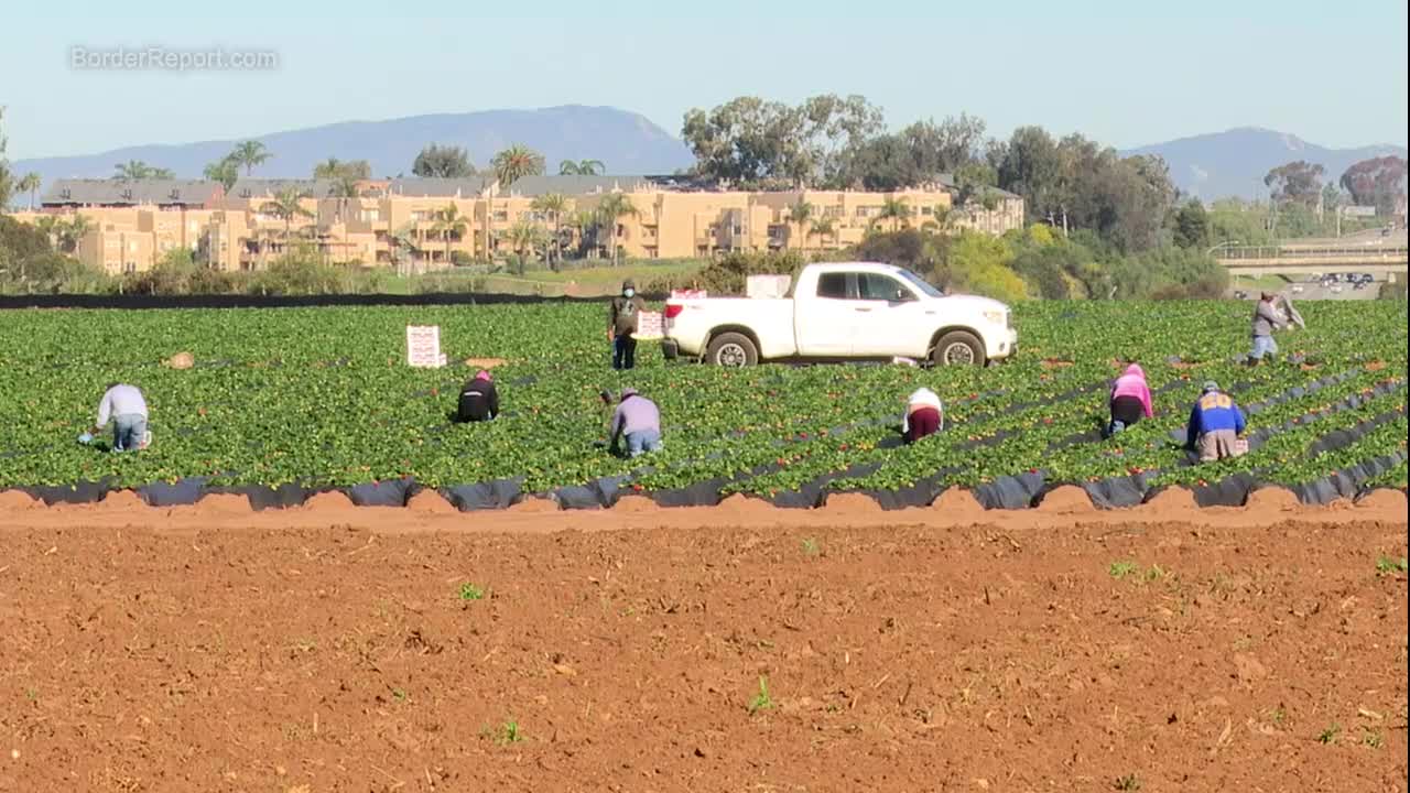 Field Worker Strike – BorderReport