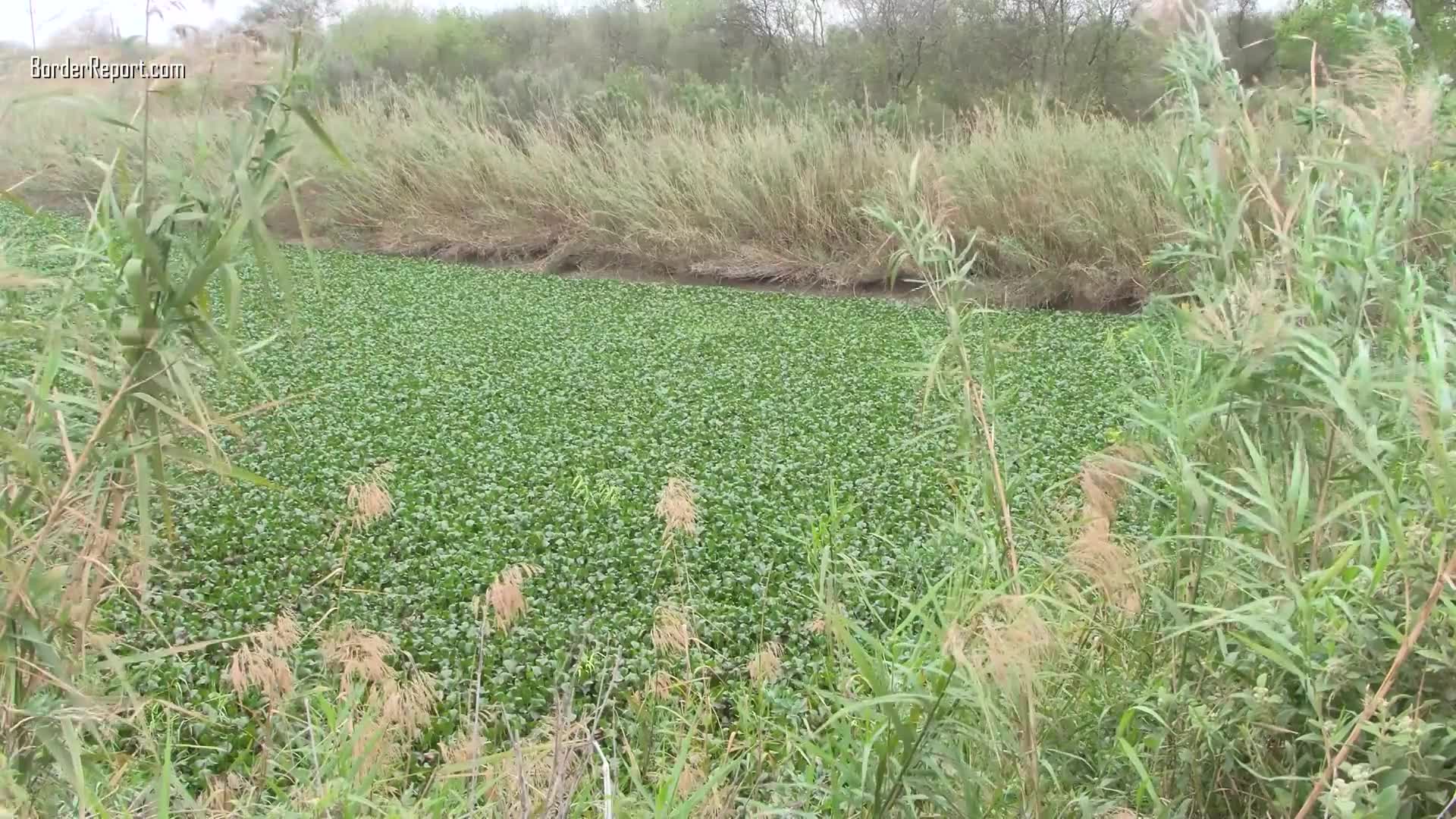 Water hyacinth clogging Rio Grande and water canals in RGV – BorderReport