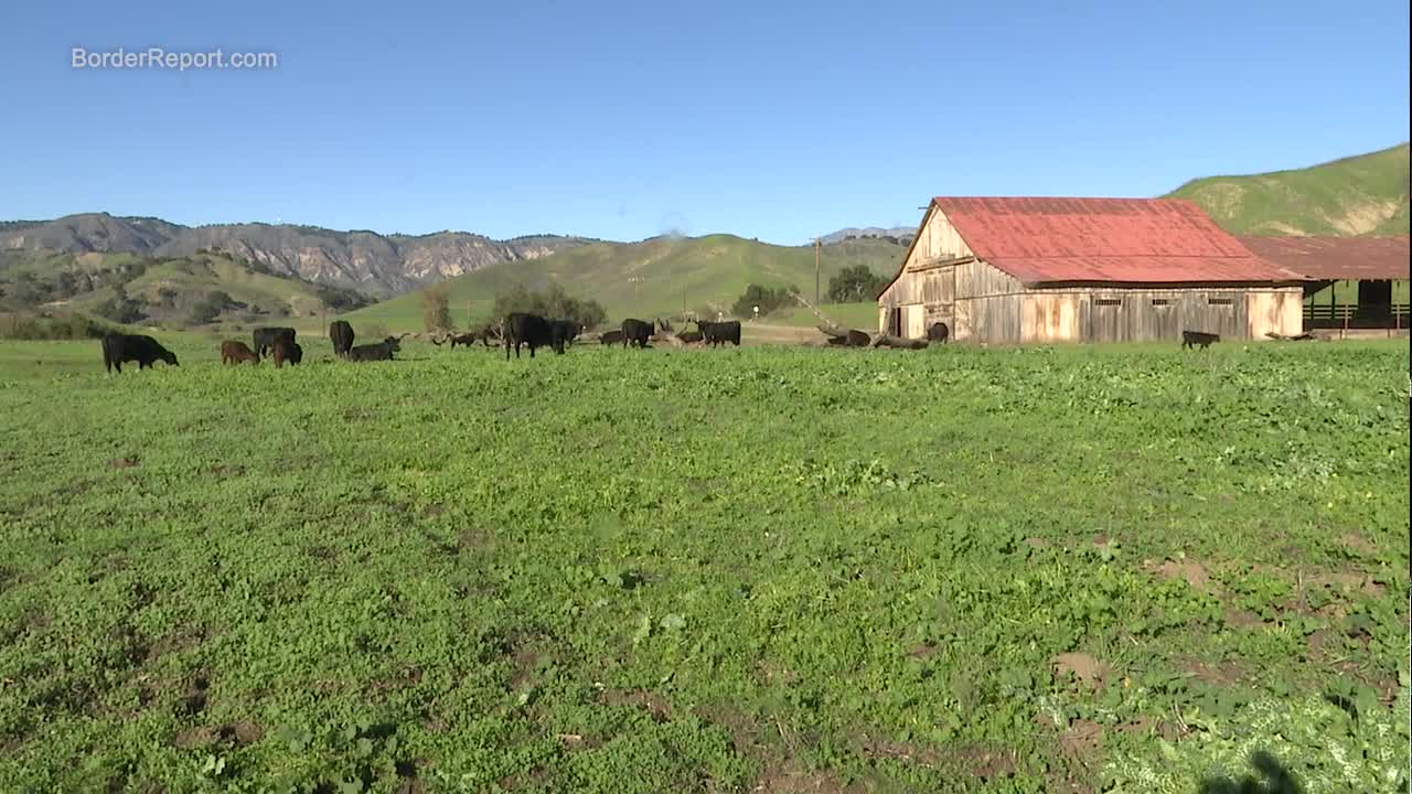 CA Cows Screw Worm Concerns – KGET 17 News
