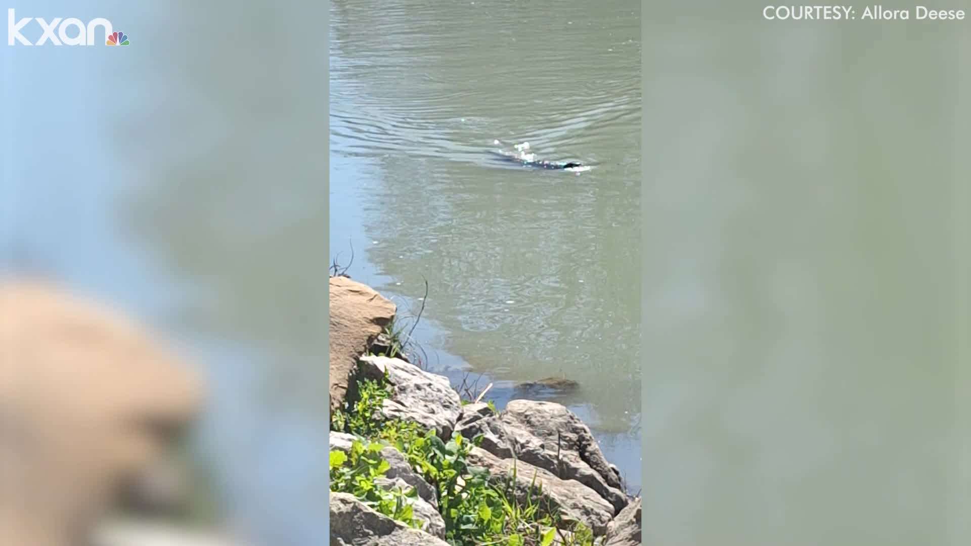 Otter spotted swimming near Luling Dam – KXAN Austin