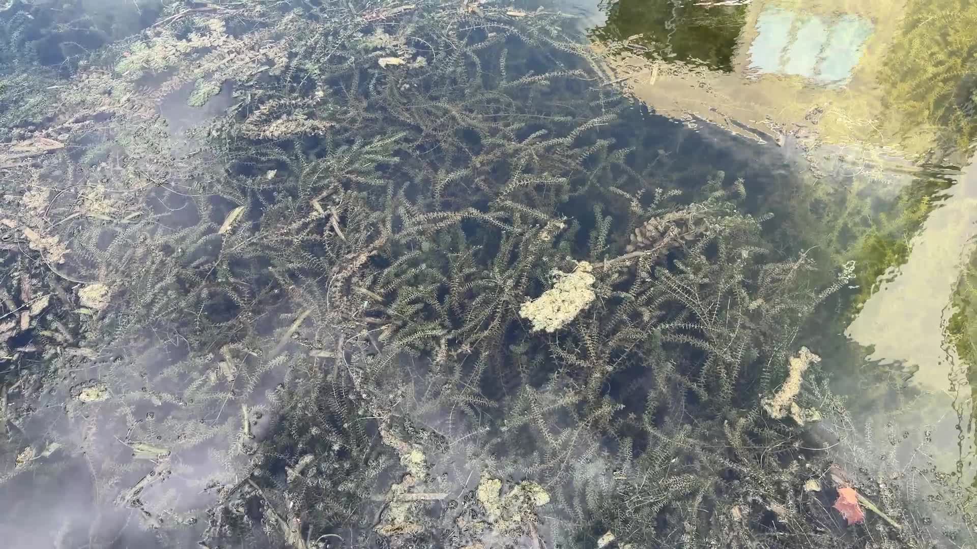Lake Austin business owners push city leaders to drain the lake to stop ...