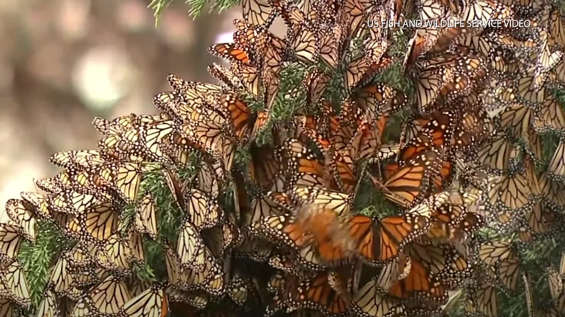Threatened monarch butterflies – WBTW