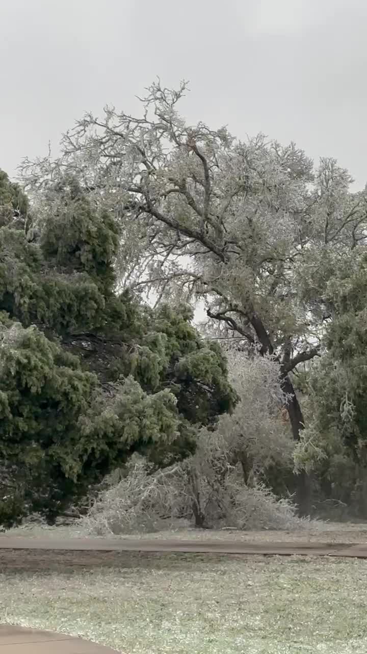 Trees snapping in south Austin due to ice – KXAN Austin