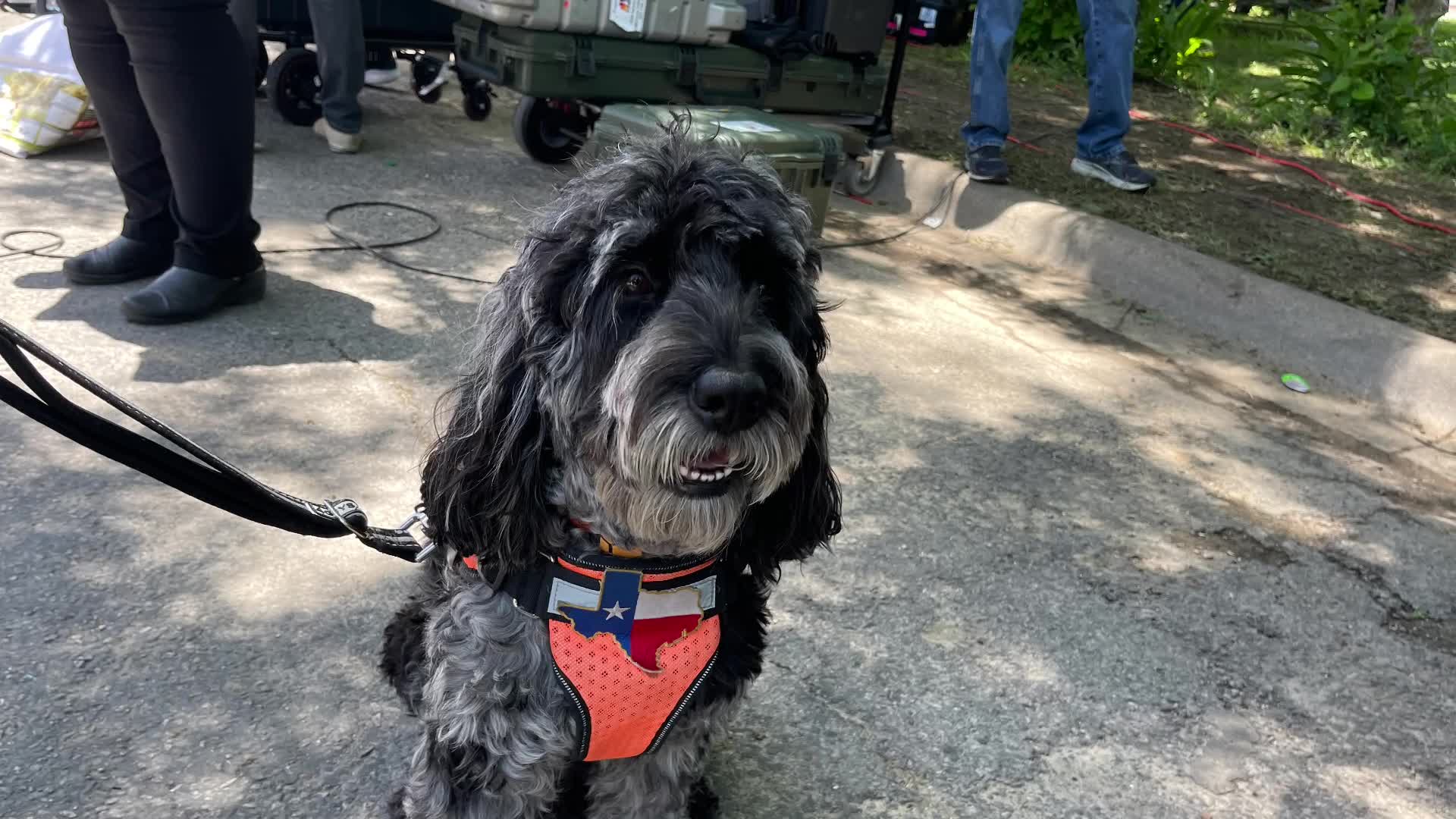 Uvalde Therapy Dogs – BorderReport