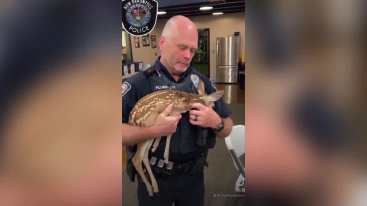 VIDEO: Central Texas police officer cares for abandoned wildlife – KXAN ...