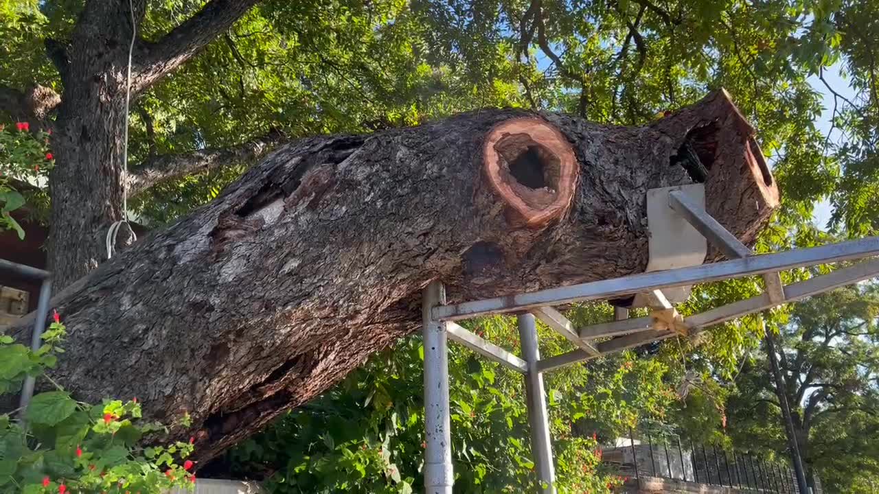 Barton Springs tree “Flo” removed – KXAN Austin