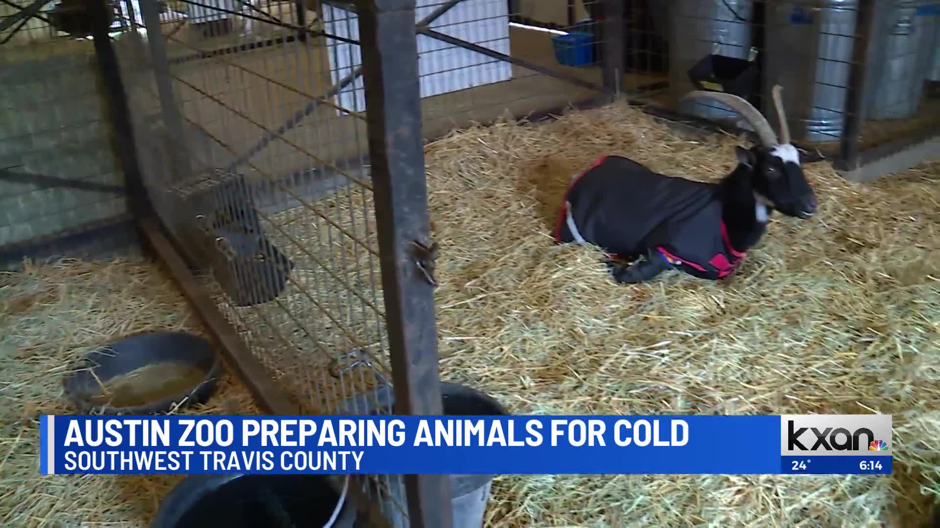 Austin Zoo protects animals from dangerous cold – KXAN Austin
