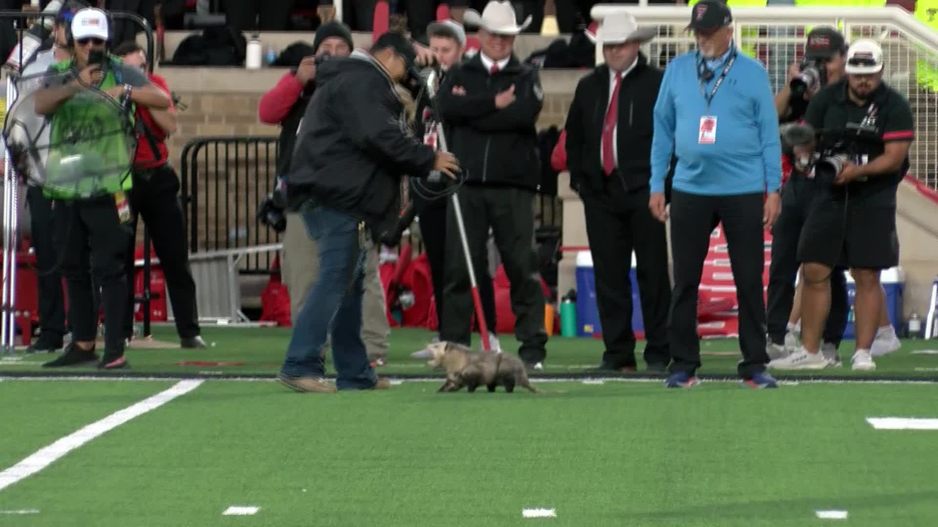 Opossum runs across field during TTU v. TCU football game – KXAN Austin