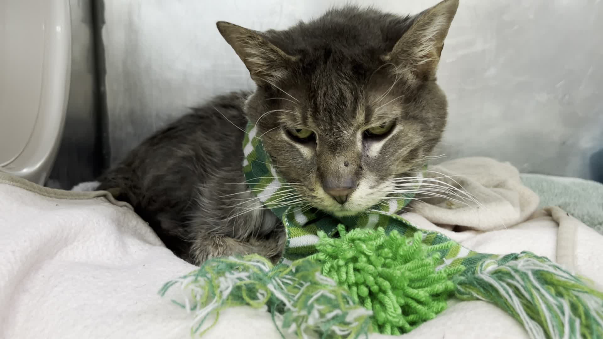 St. Pat’s cats? APA! kitties sport green for St. Patrick’s Day – KXAN ...