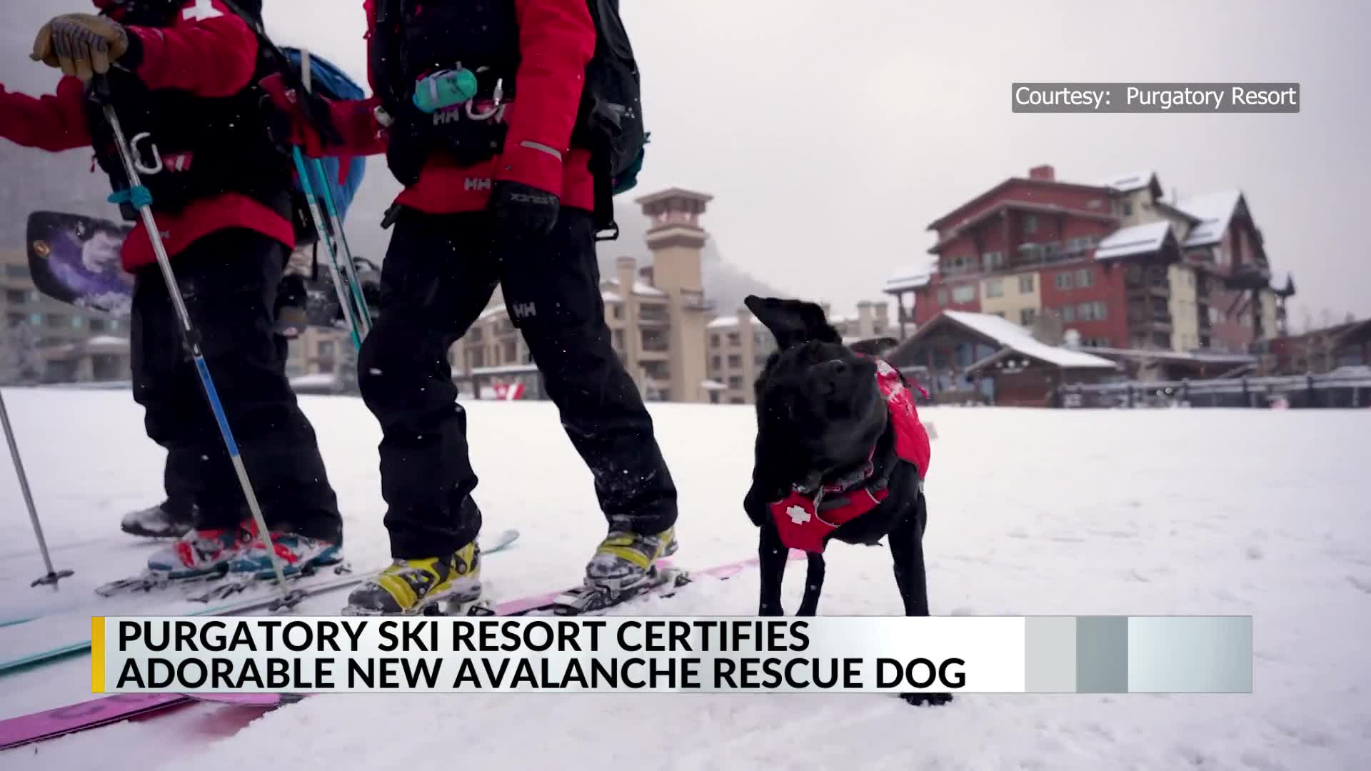 Purgatory Ski Resort in Durango certifies new avalanche dog – KRQE NEWS ...