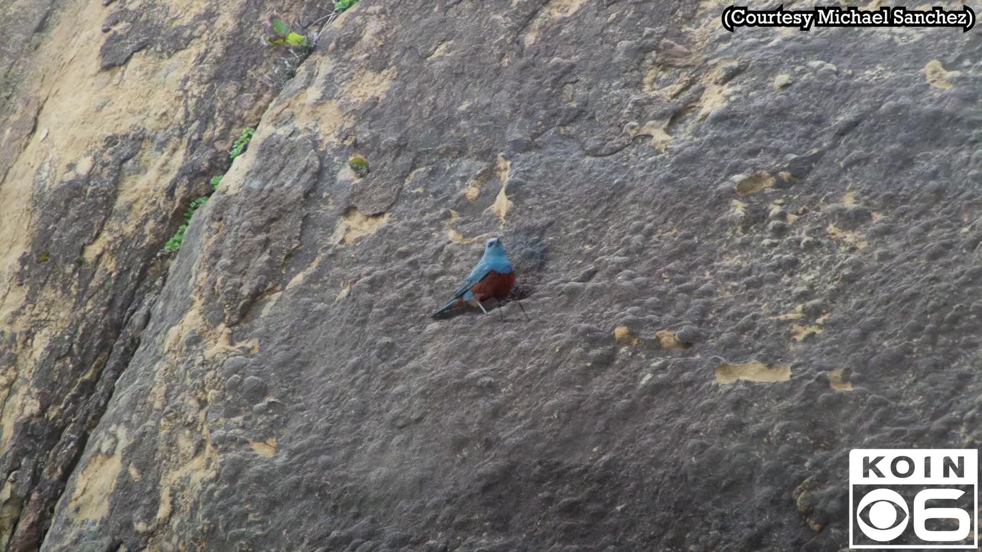 ‘Mega-rare’ bird spotted at Oregon’s Hug Point is first sighting in U.S ...