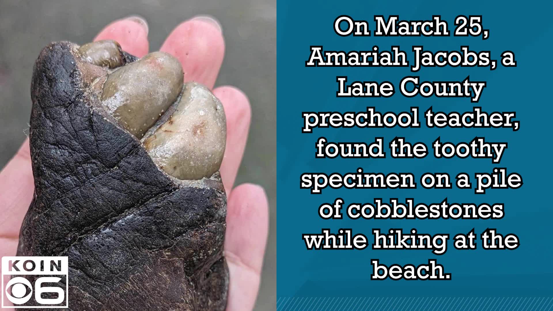 Teachers find fossils of extinct hippo-like mammals on the Oregon Coast ...