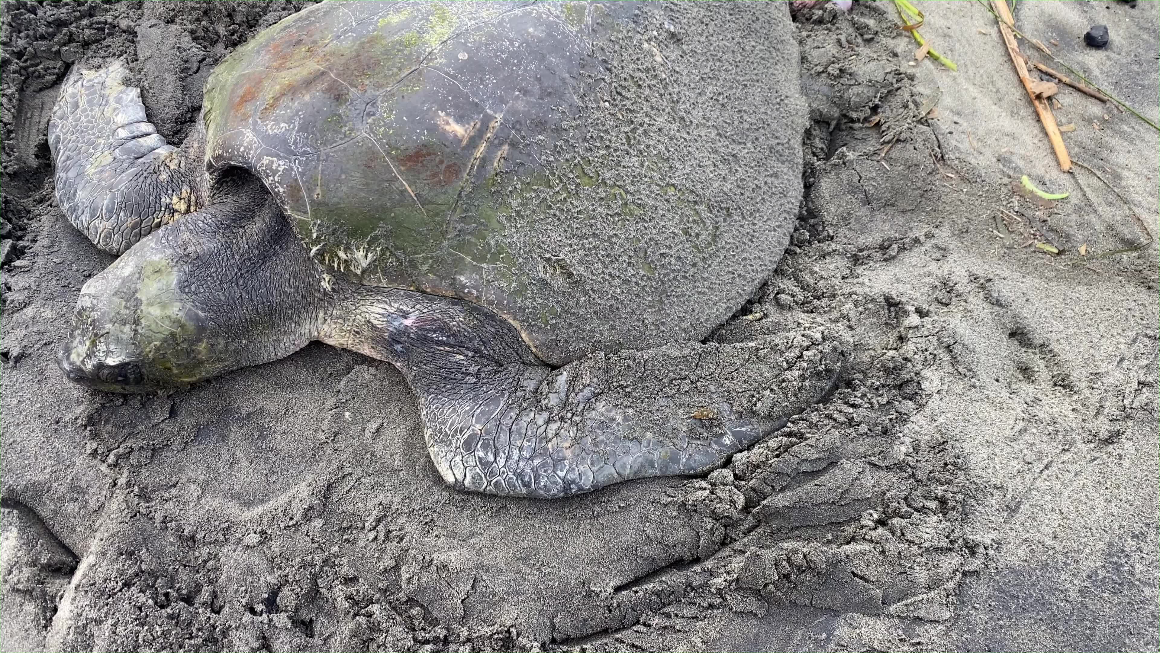 Oregon Coast Aquarium cares for two stranded sea turtles (Courtesy of ...
