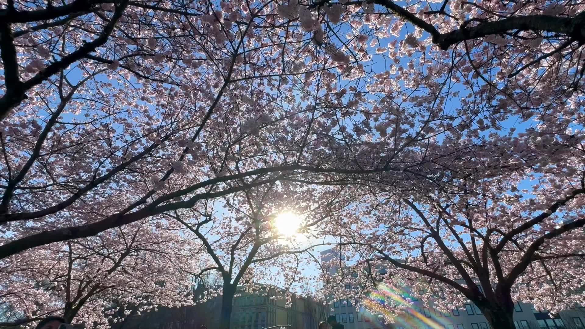 Portland sees peak cherry blossom blooms as warm weather remains – KOIN.com