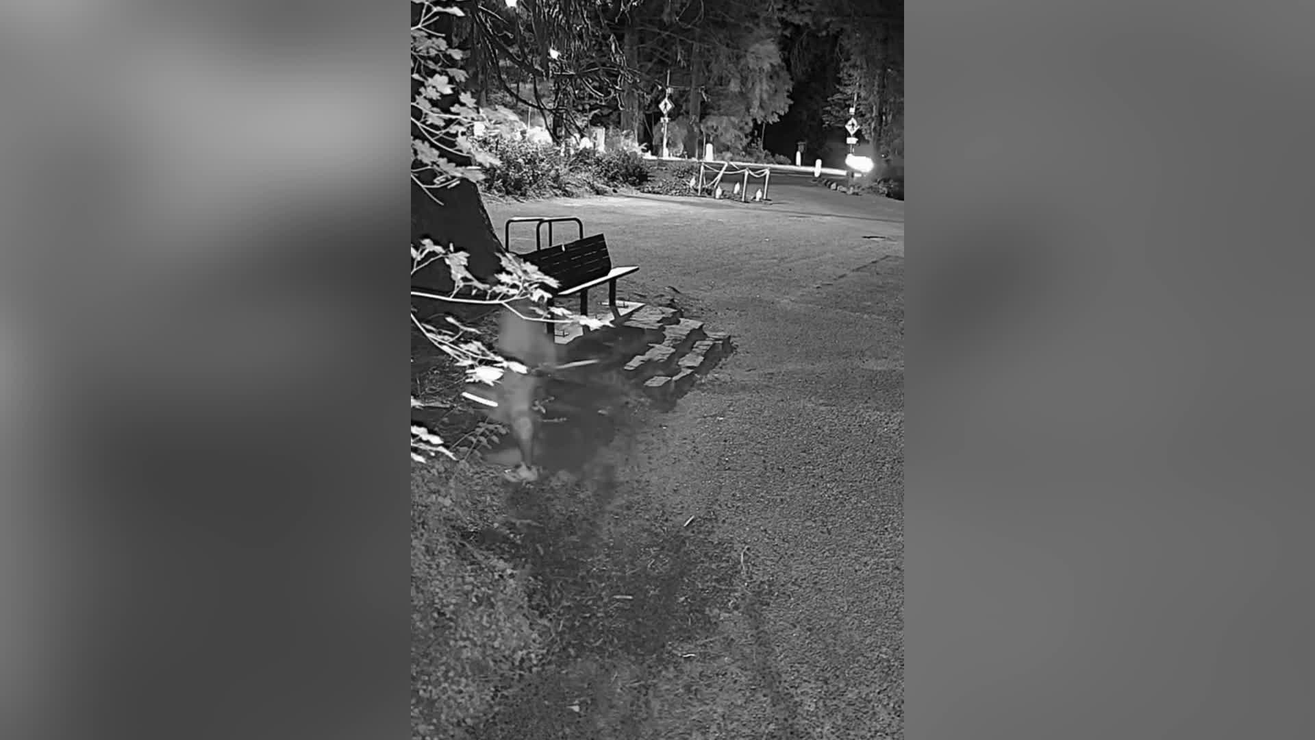 Injured birds released, property damaged during Bird Alliance break-in ...