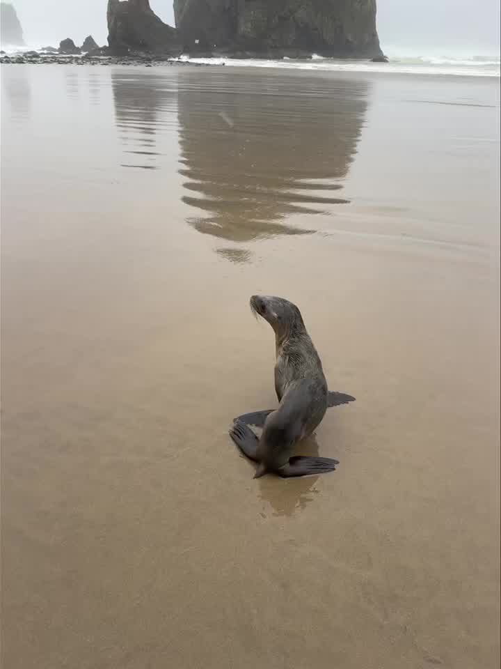 Baby seal found flapping around at Cannon Beach – KOIN.com