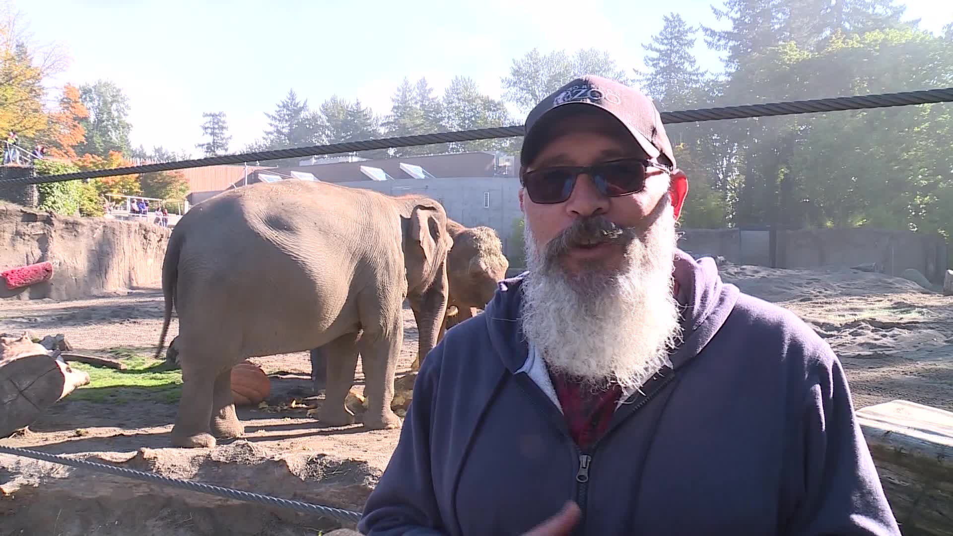 Oregon Zoo elephants enjoy ‘Squishing of the Squash’ for 25th year ...