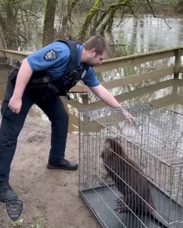 ‘Lost and confused’ beaver found in Hillsboro gets released to the wild ...