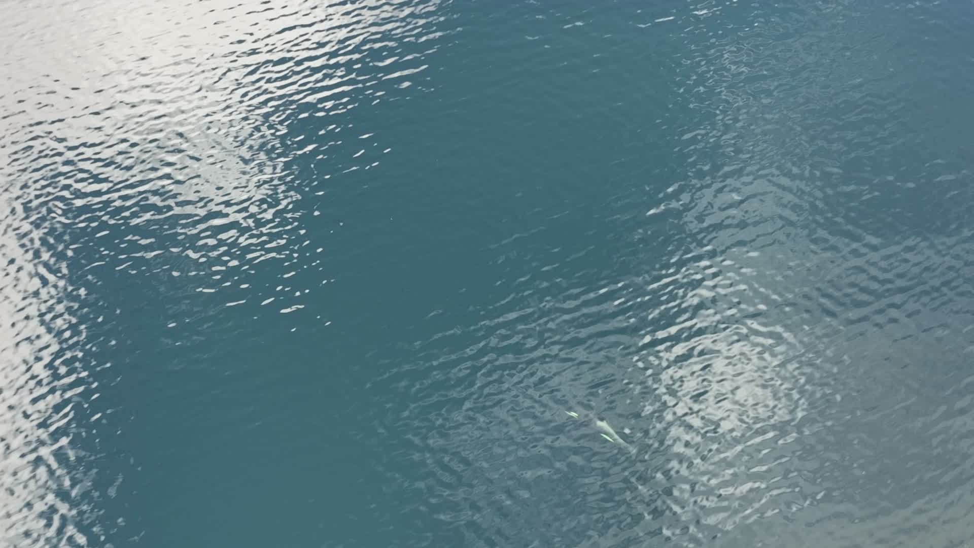 Orphaned orca trapped in British Columbia lagoon – KOIN.com