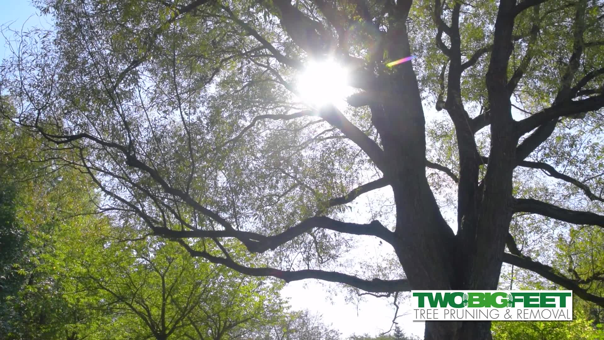 Minority Business Spotlight – Two Big Feet Tree Pruning & Removal ...
