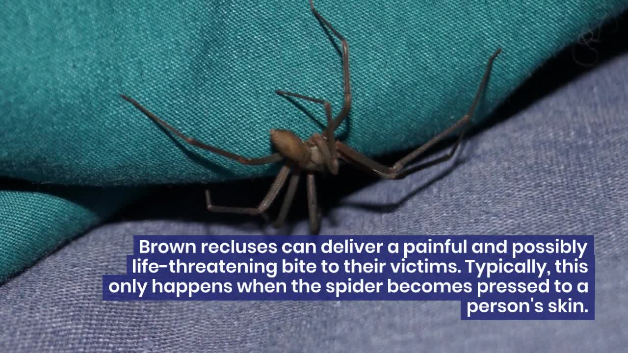 How dangerous are brown recluses in your home? – KSNT 27 News