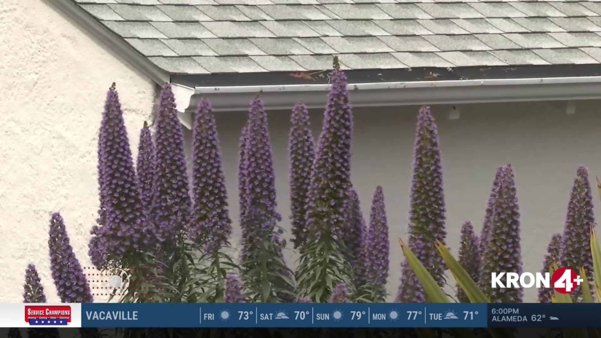 Proposal in Berkeley to ban plants within 5 feet of homes – KRON4