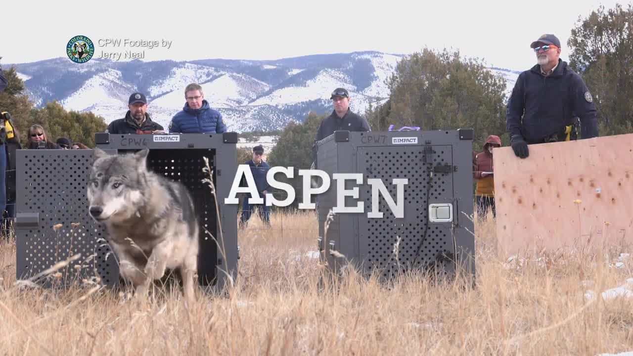 Winning names selected in wolf naming contest – FOX21 News Colorado