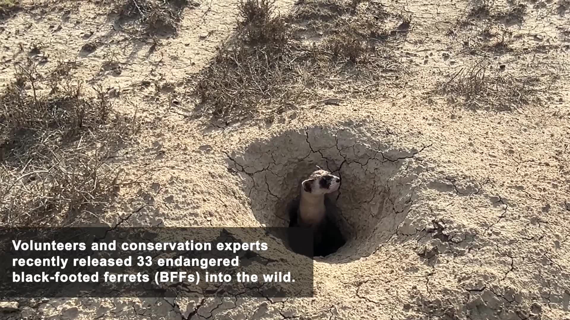 CMZoo Releases 33 Black-Footed Ferrets in Las Animas – FOX21 News Colorado