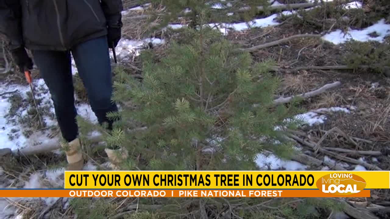 Pike National Forest tree cutting 3 – Outdoor Colorado – FOX21 News ...