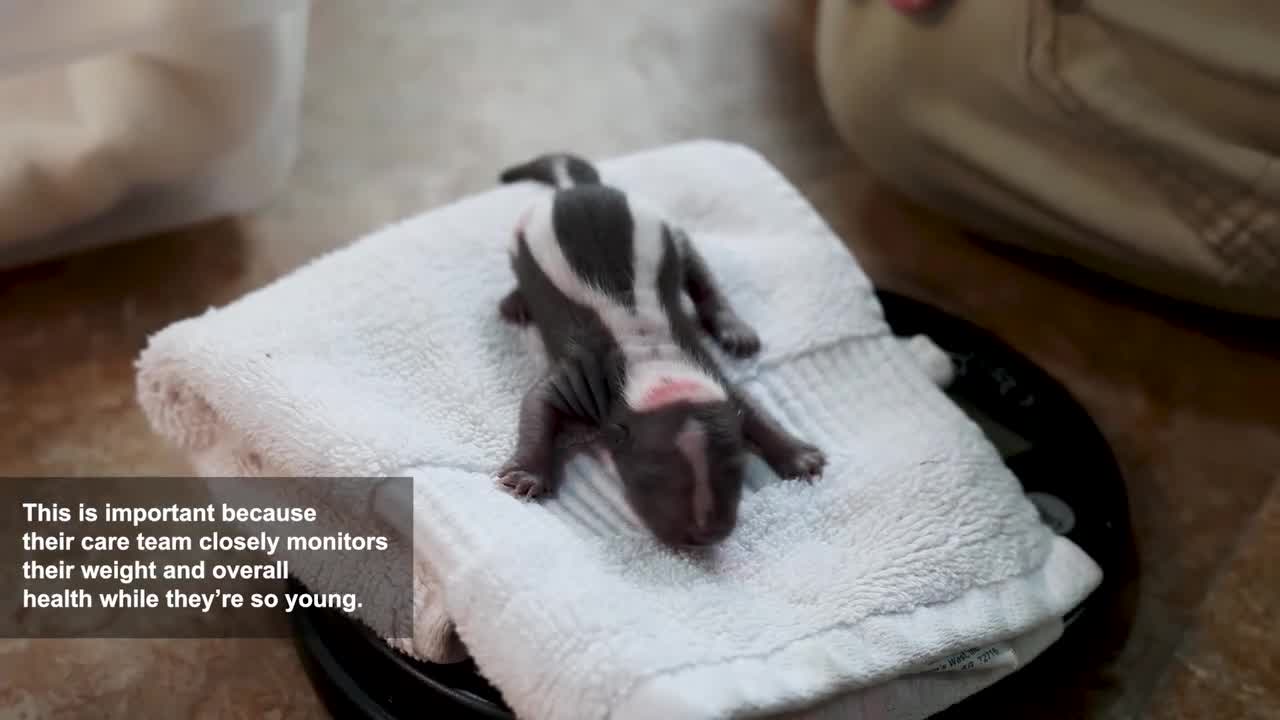 CMZoo welcomes litter of baby skunks – FOX21 News Colorado