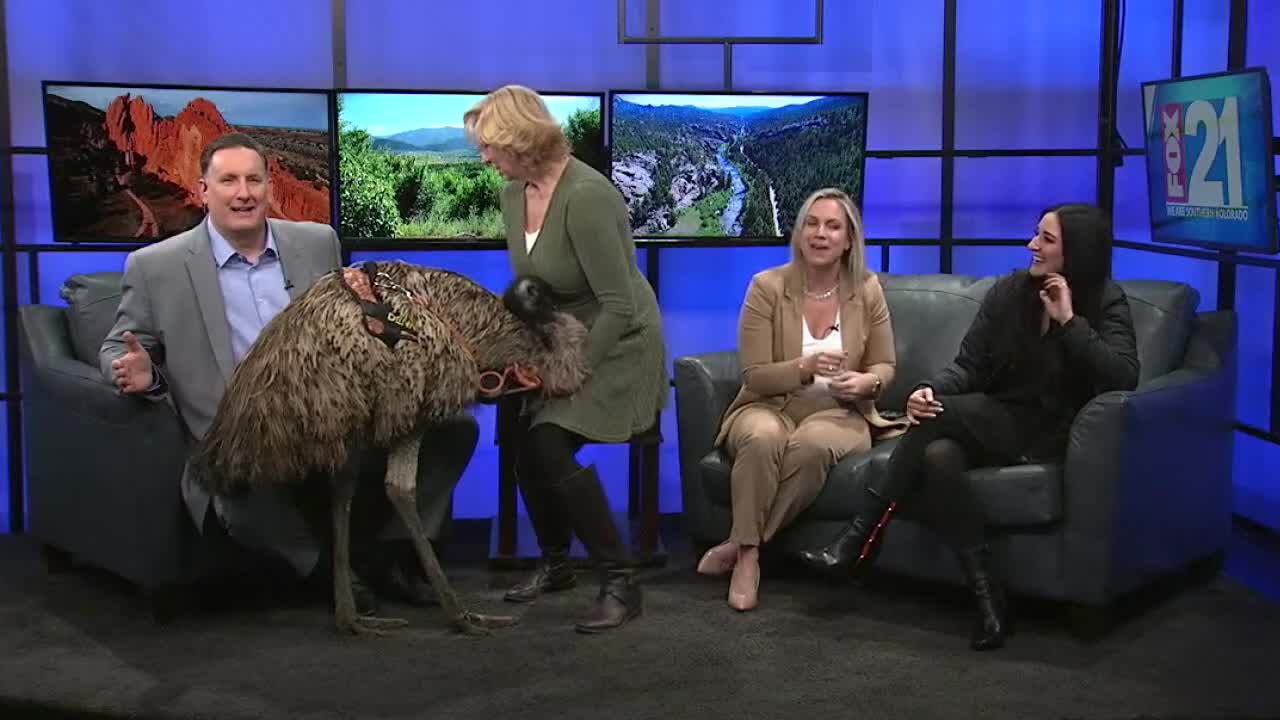 Craig Coffey meets ‘Dennis the Emu’ – FOX21 News Colorado