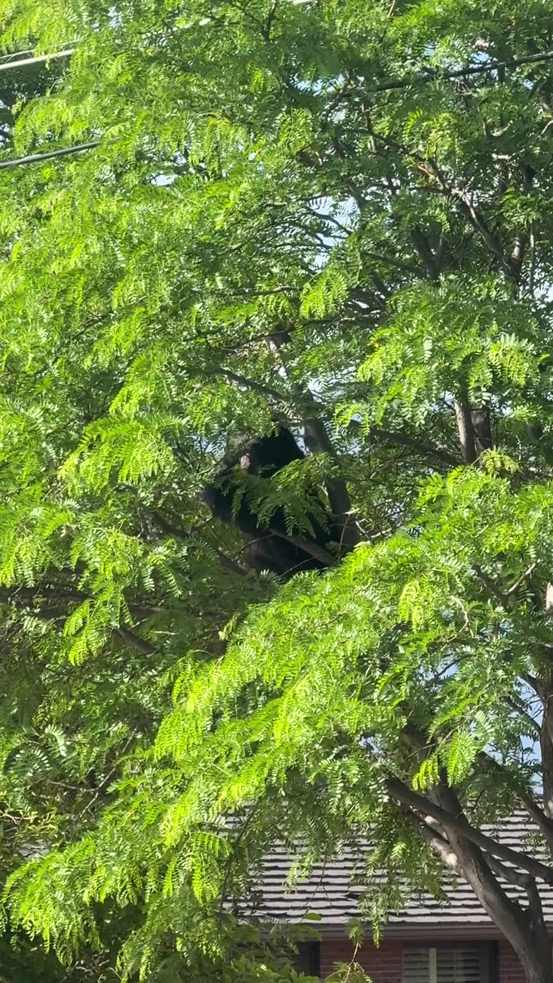 Two black bears hang out in west side driveway – bear in tree – FOX21 ...
