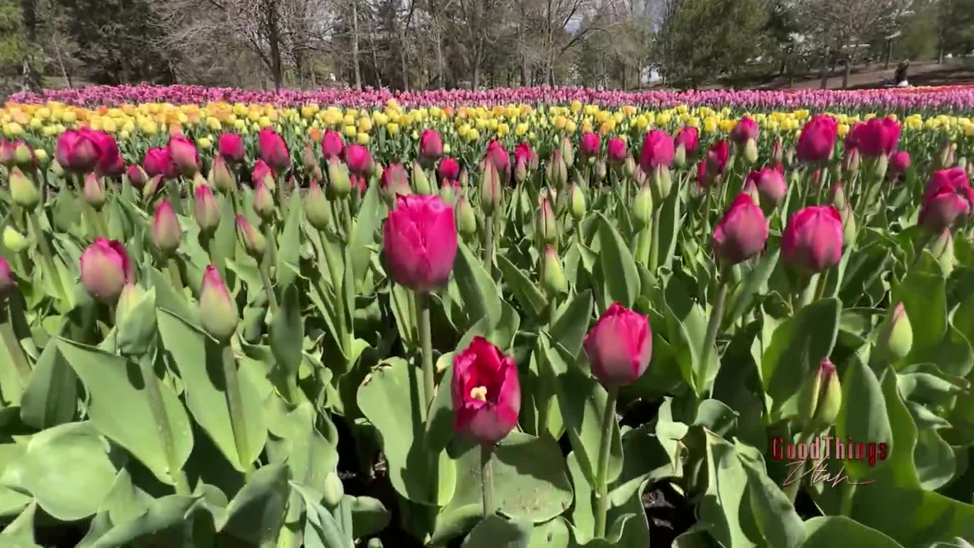 Thanksgiving Point Tulip Festival is back! – ABC4 Utah