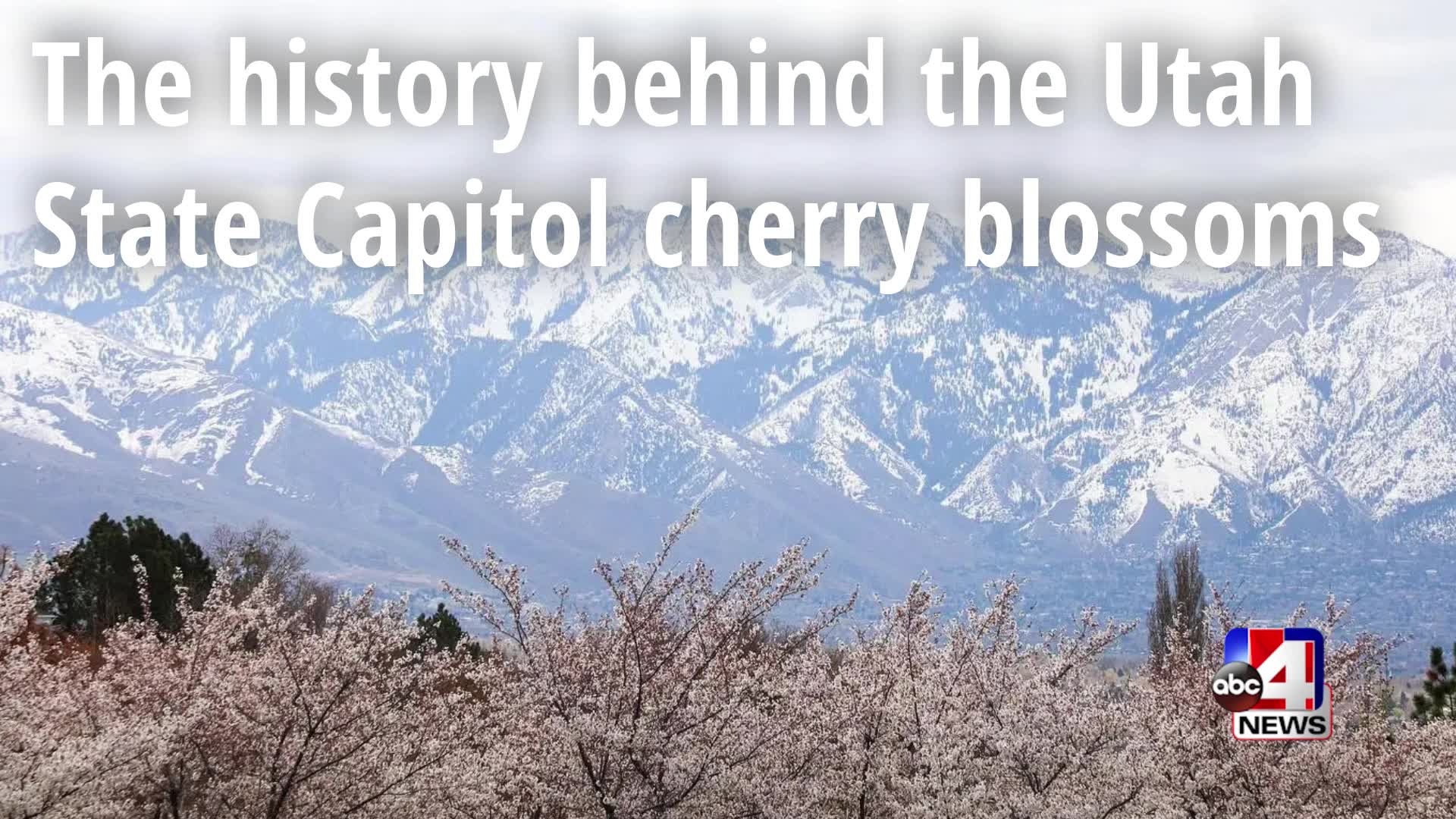 The history behind the Utah State Capitol cherry blossoms – ABC4 Utah
