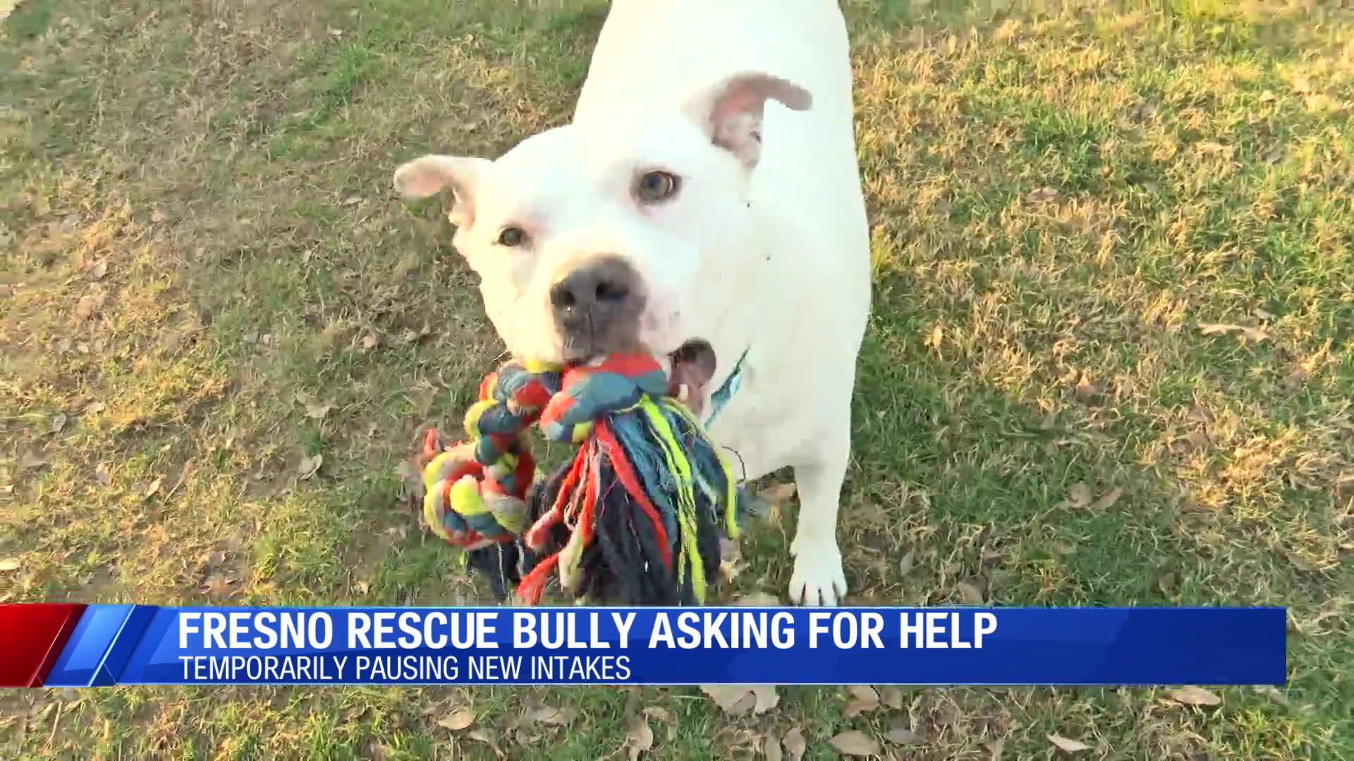 ‘Grown far beyond’: Fresno-based dog rescue halts new intakes over ...