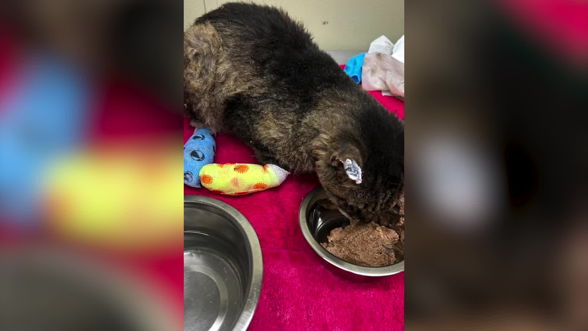 Charred cat who escaped Chinese Camp Fire looking for home, deputies ...