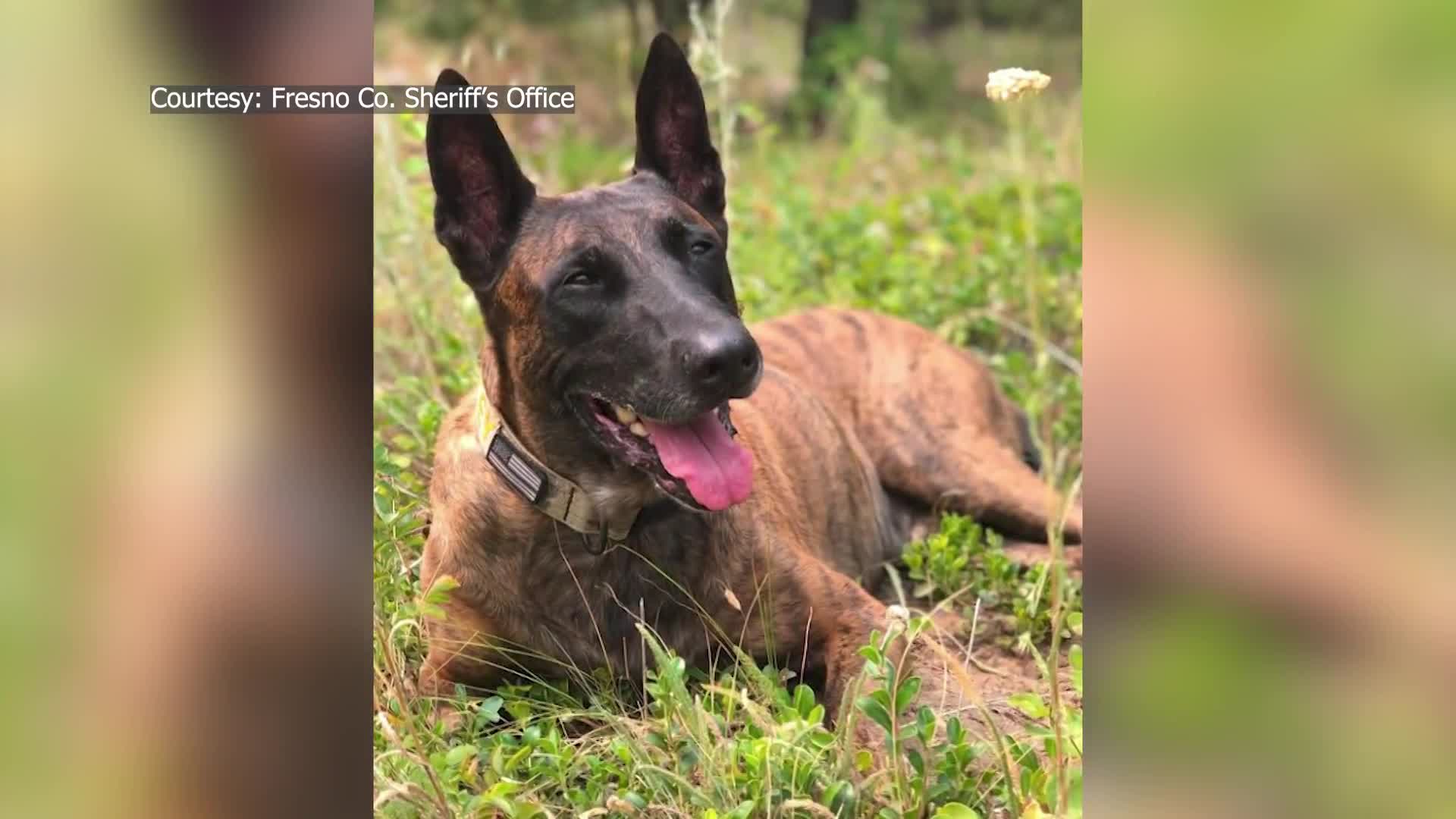 Beloved retired Fresno County K-9 passes – CBS47 and KSEE24 | News from YourCentralValley.com