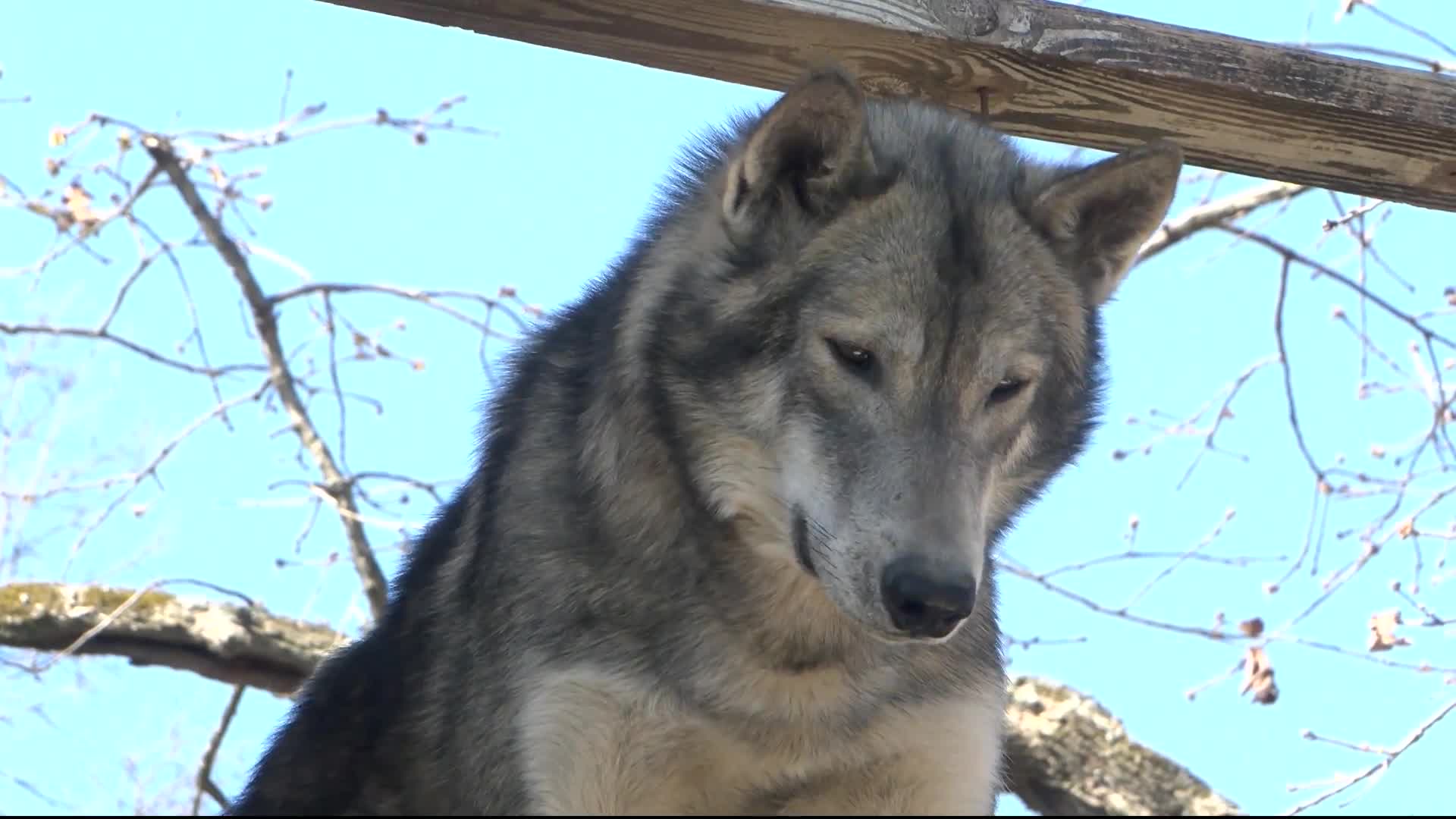 Hybrid wolves escape compound in AR – KOLR – OzarksFirst.com