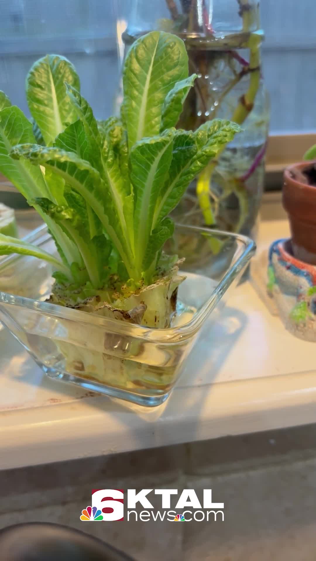 How to grow fruits and veggies from scraps – KTALnews.com