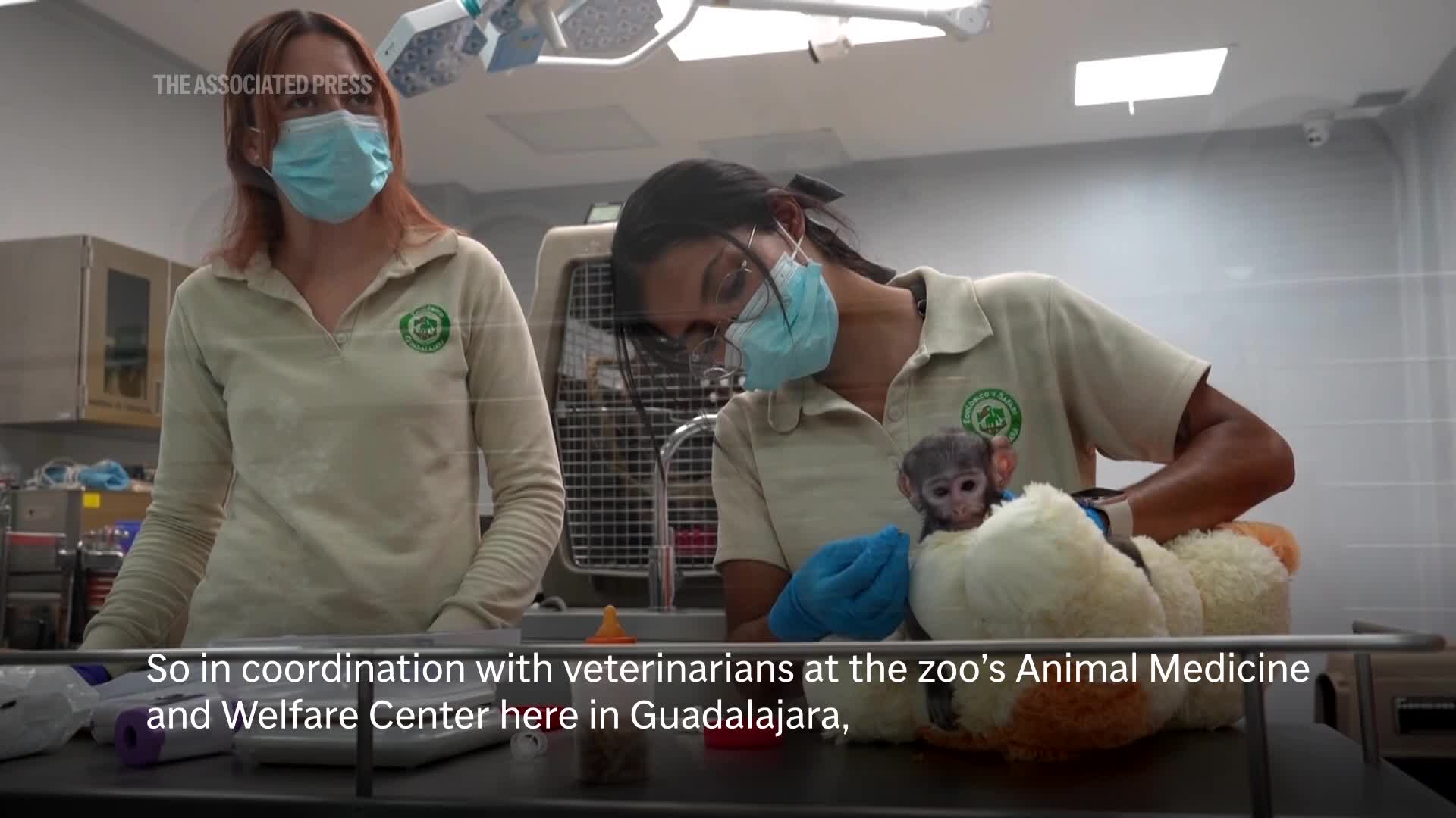 Meet Yuji, the Mexican baby monkey finding comfort in a plush companion ...