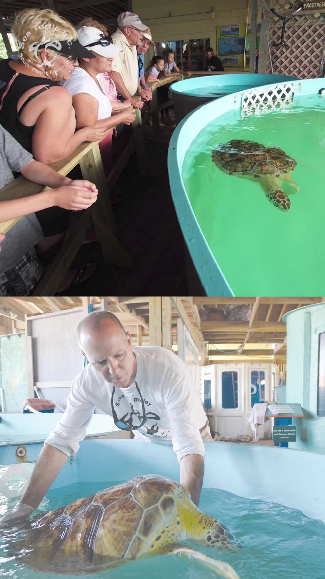 Allison the one flippered sea turtle – KVEO-TV