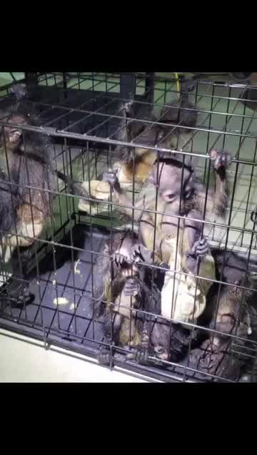 Border Patrol agents find spider monkeys (08/03/23) – KVEO-TV