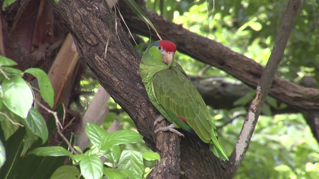 Richard Moore Outdoor Report: Remarkable Red-crowned Parrots – KVEO-TV