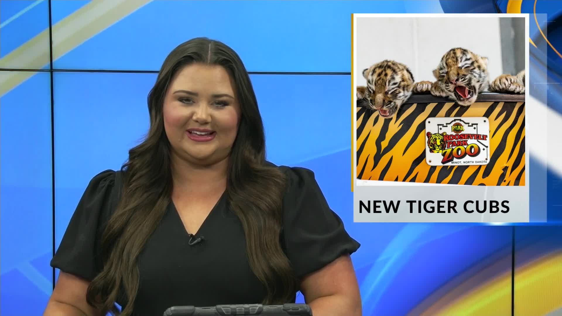 Four new tiger cubs at Roosevelt Park Zoo – KX NEWS