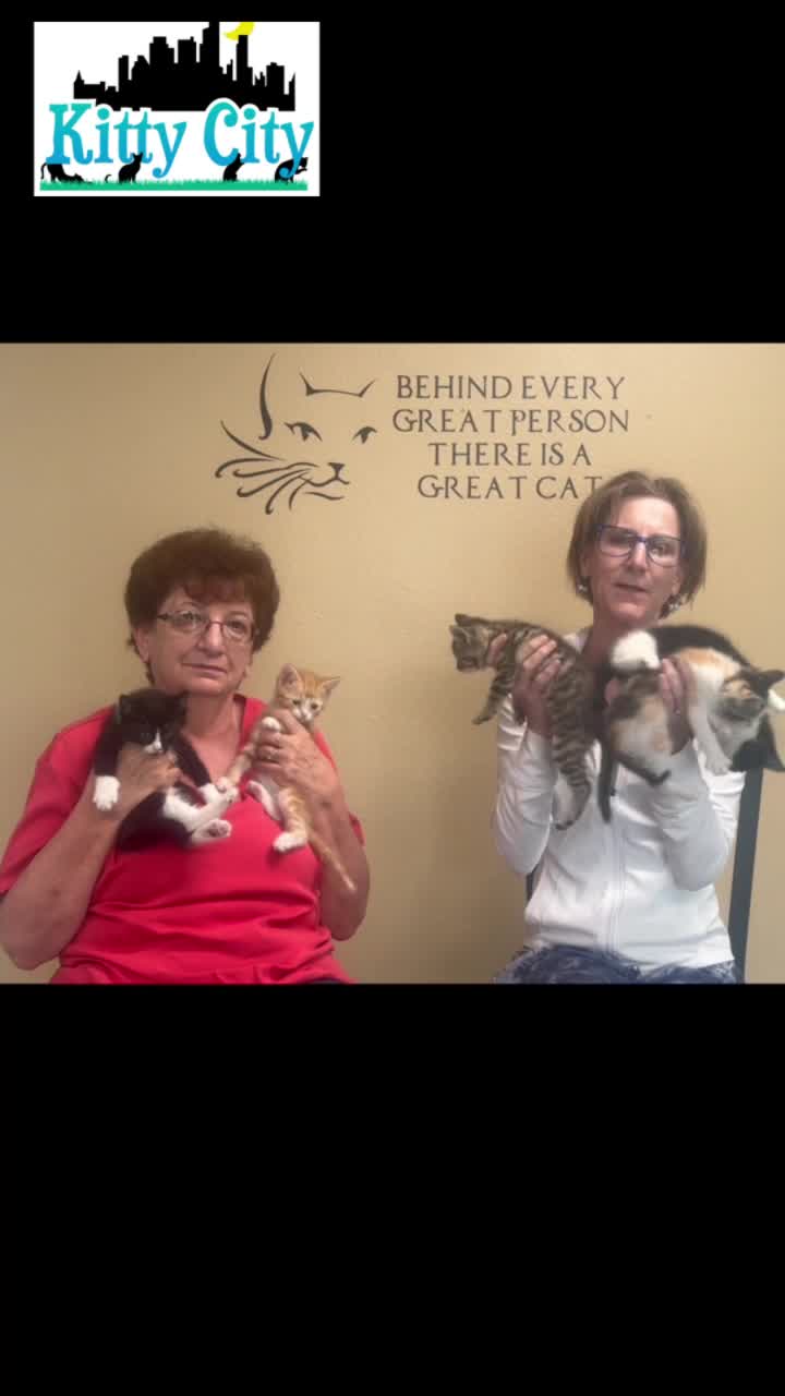 News From Kitty City: Kittens – KX NEWS