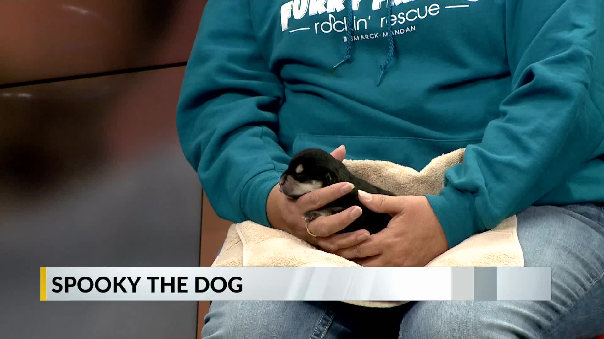 Furry Friday: Spooky will soon be looking for a home – KX NEWS