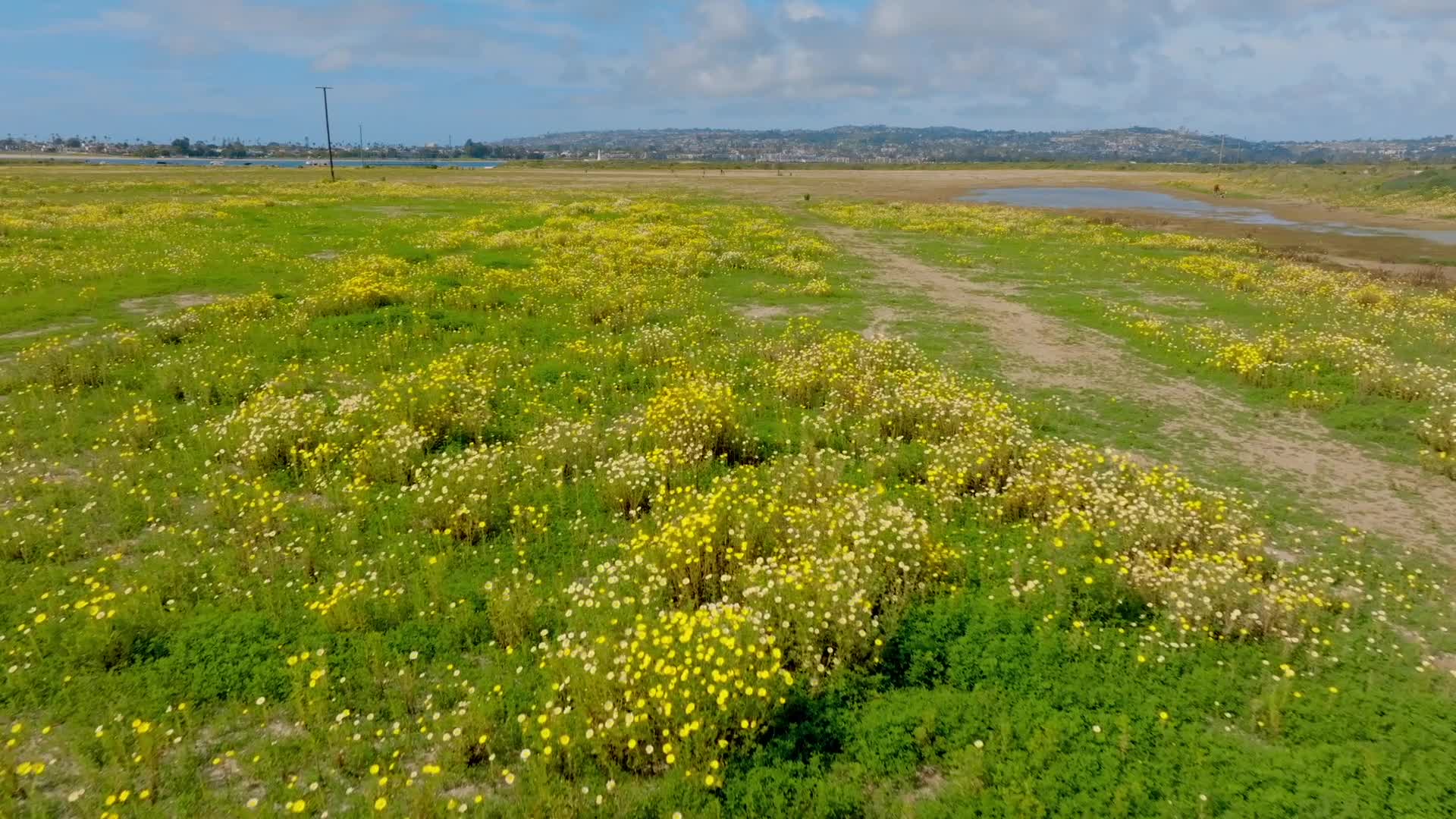 Video: Wildflowers bloom on Fiesta Island – FOX 5 San Diego & KUSI News