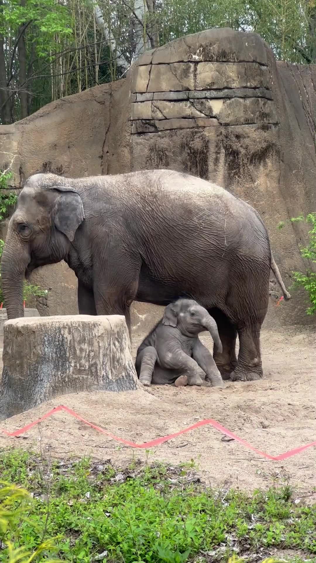 Baby elephant Jet makes public debut at Saint Louis Zoo – FOX 2