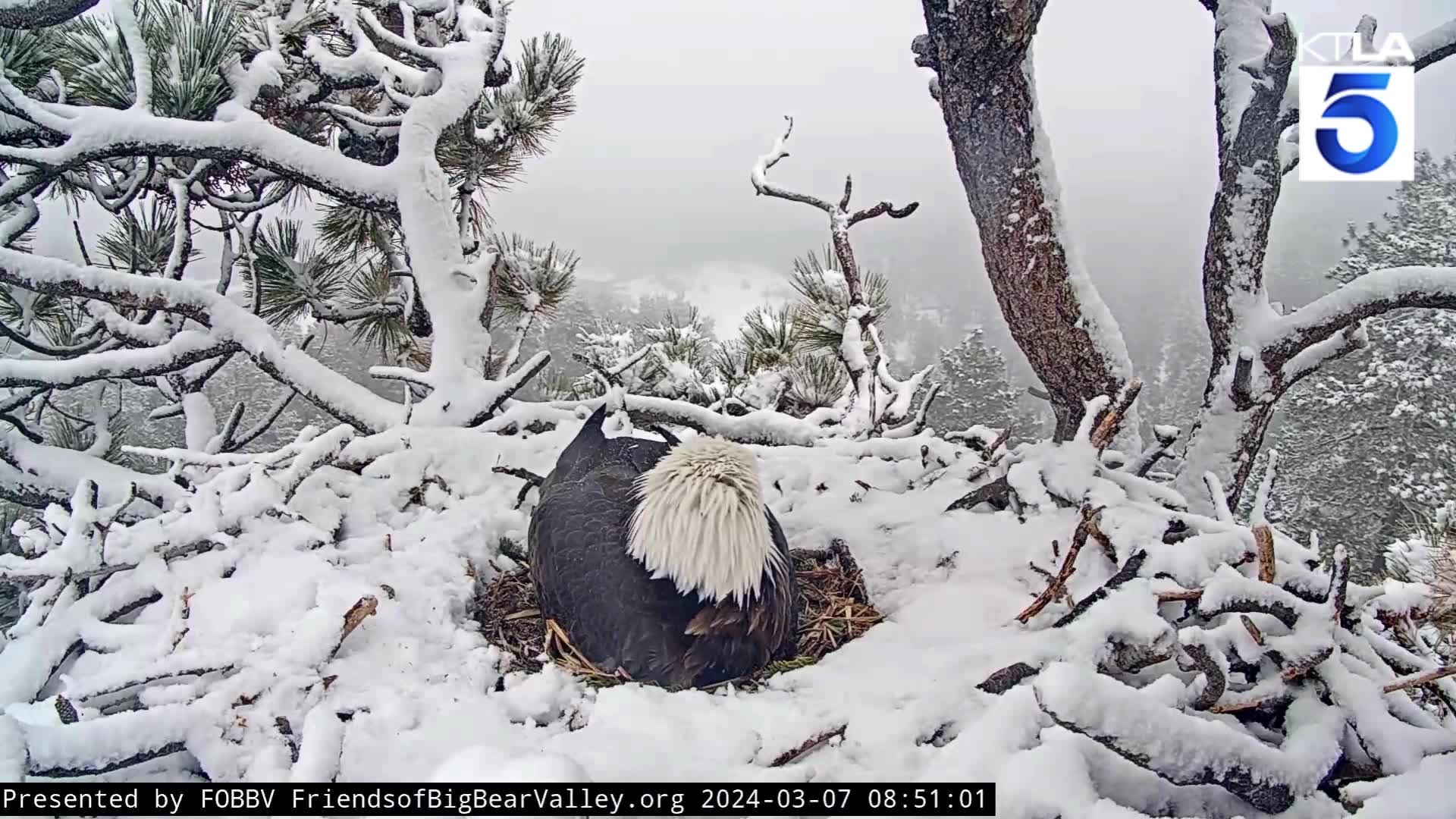 Bald Eagle PIP Watch continues in Big Bear Valley, California – KTLA