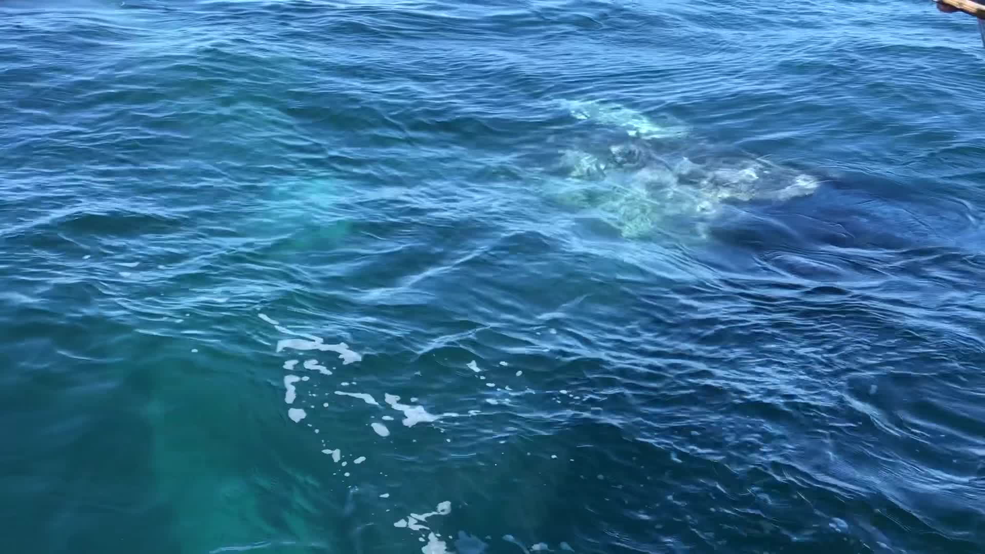 ‘Show of a lifetime:’ Whale watching excursion gets close encounter ...
